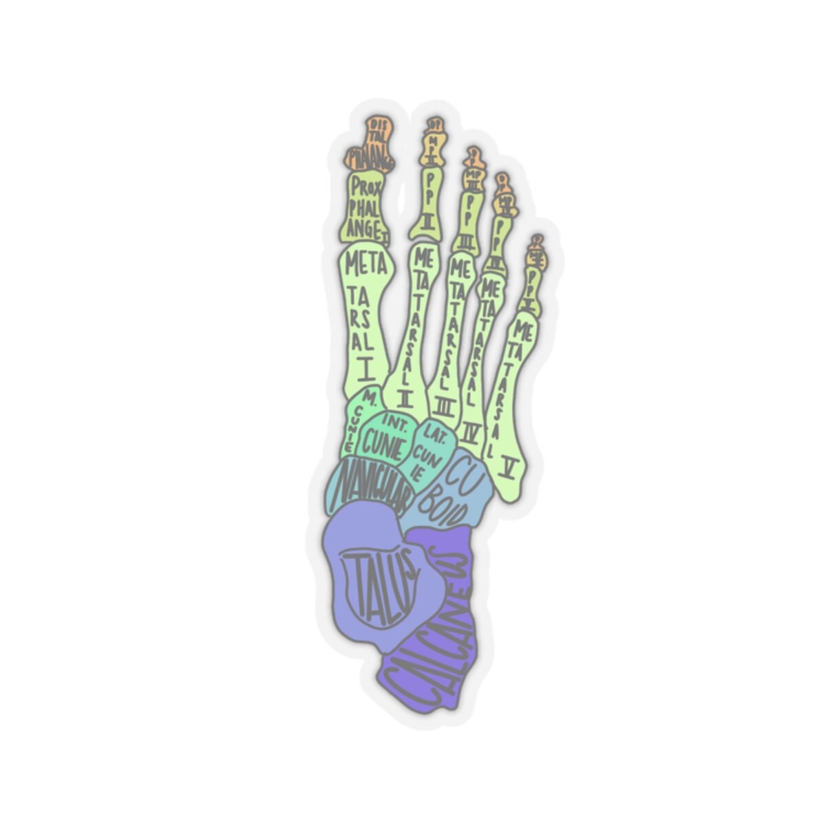 Anatomical Foot Sticker Labeled, Physical Therapy Sticker, Occupational ...