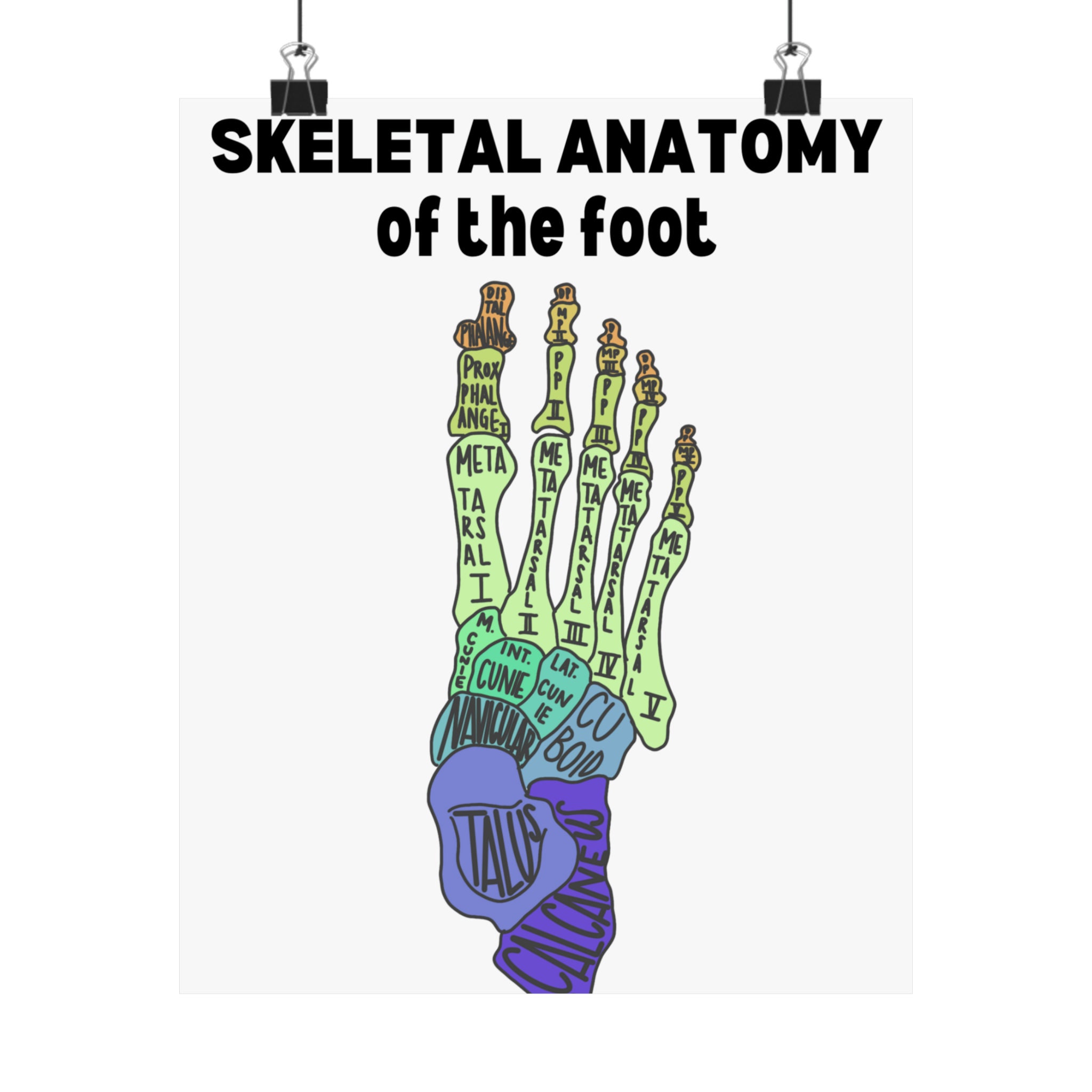 Skeletal Anatomy of the Foot Poster, Anatomical Foot, Orthopedic Poster ...