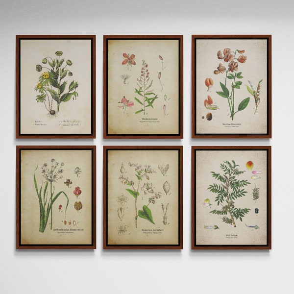 Botanical Prints Set of 6 - Etsy