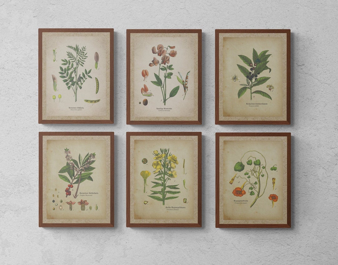 Vintage Botanical Prints Set of 6, Vintage Printable Wall Art, Home ...