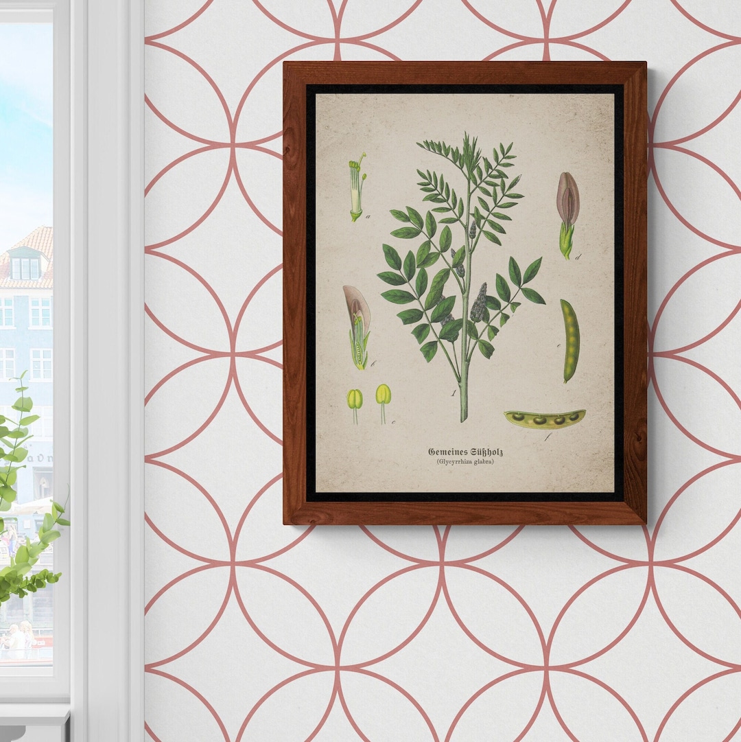 Vintage Botanical Prints, Licorice Plant, Wall Printable Art, Home ...