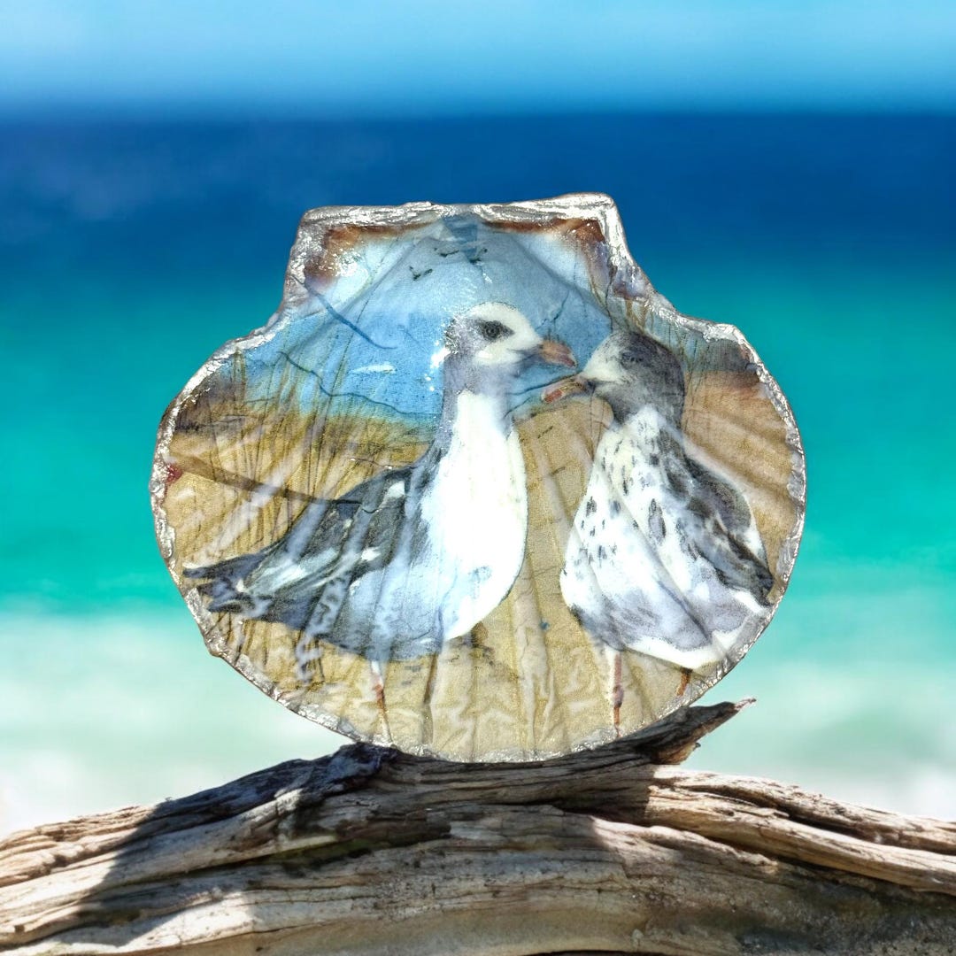 Scallop Shell, Scallop Shell Bowl, Shell Soap Dish, Beach Shells ...