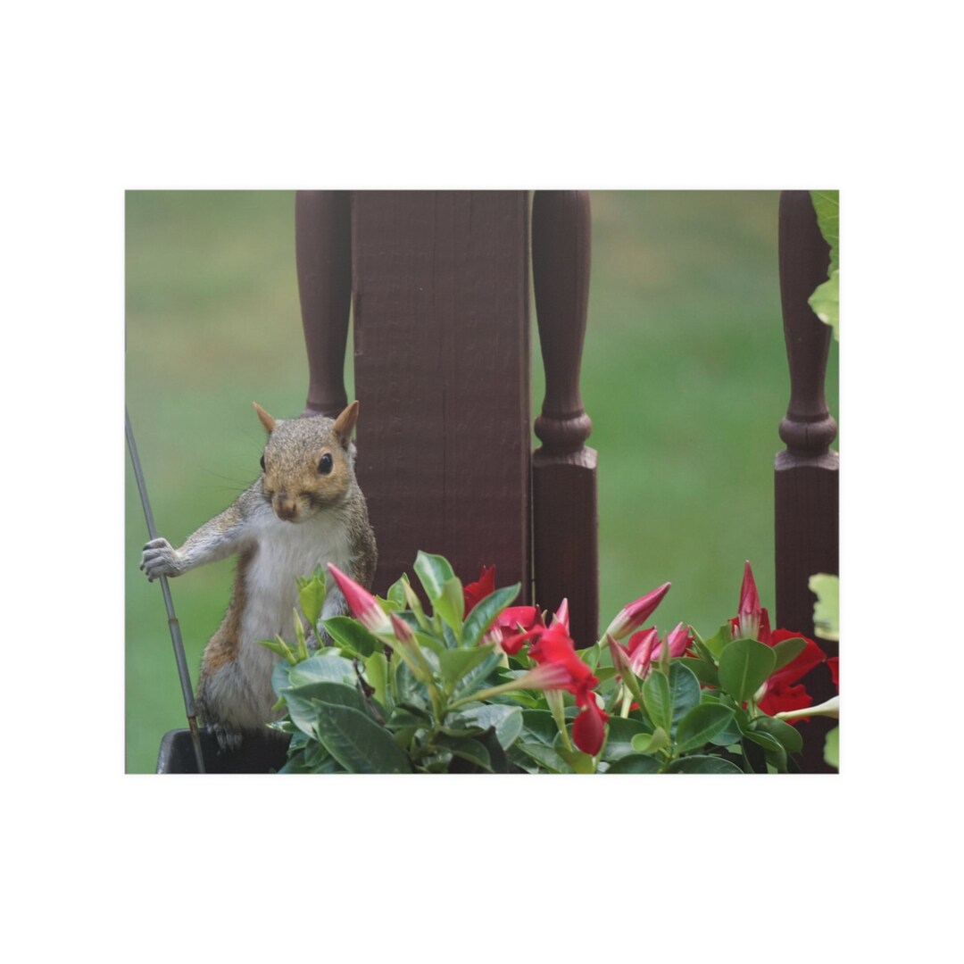 Searcher Squirrel Poster - Etsy