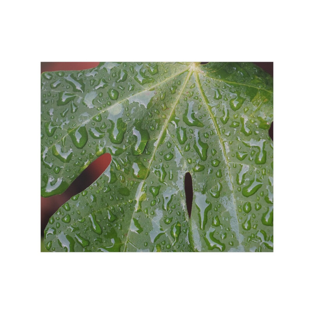 Fig Tree Tears Poster - Etsy
