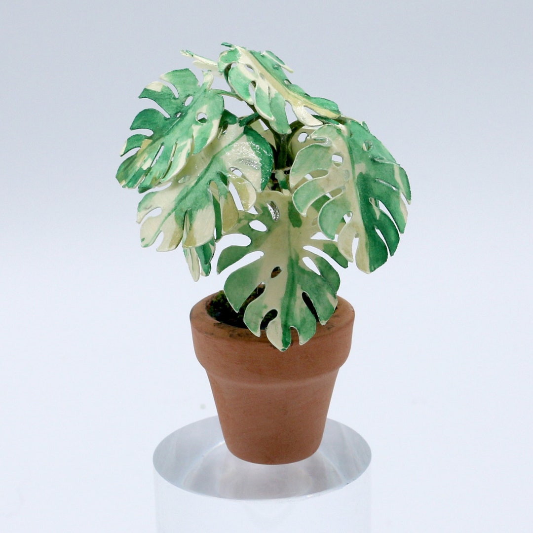 Deliciosa Albo Variegata Monstera 1:12 Scale Dollhouse Miniature - Etsy