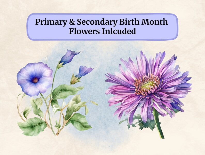 September Birth Month Flower Clipart SVG PNG Flower Invitation - Etsy