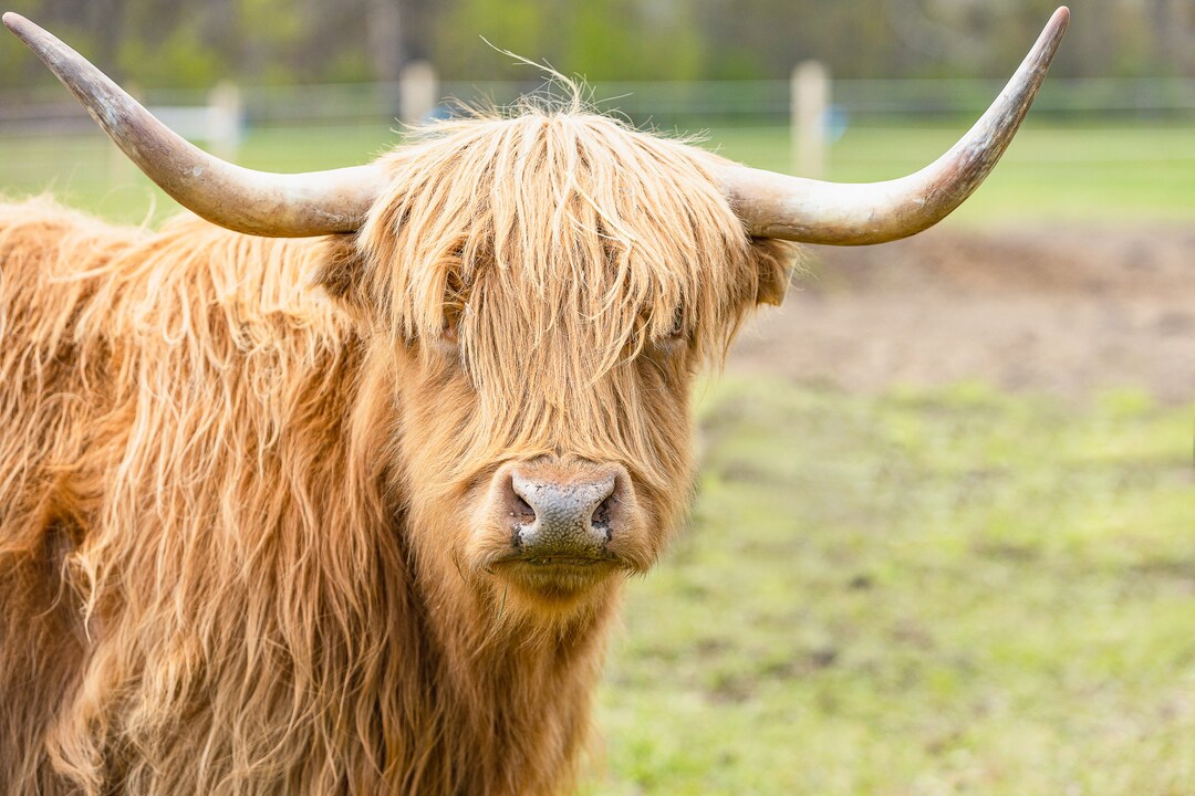 Cow Portrait Highland Cow Photography Wall Decor Farmhouse Decor Rustic ...