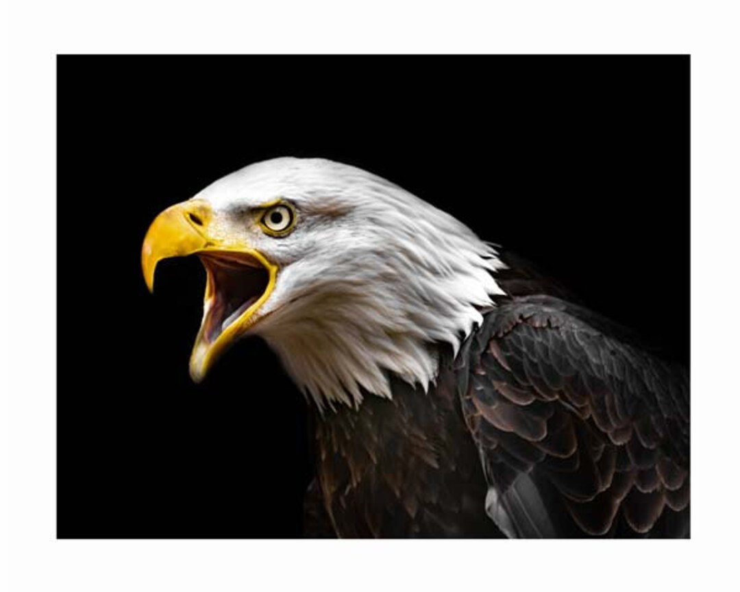 Bald Eagle "the Call" Fine Art Photography Print - Etsy