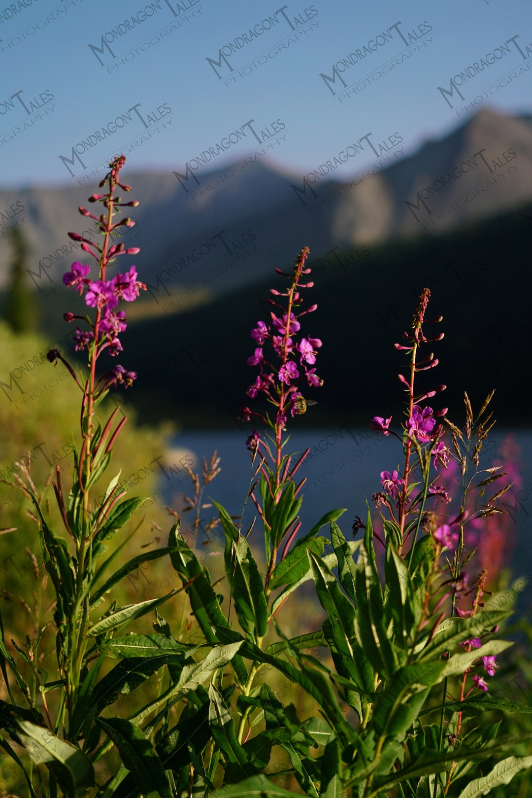 Fireweed Flower Image, Set in a White Frame With a White Mat. - Etsy
