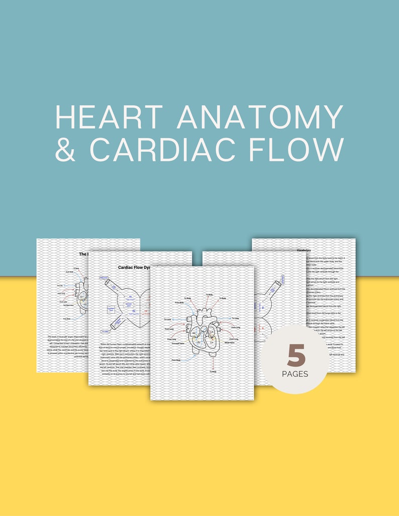 Exploring the Heart: Worksheets for A Better Understanding/emt & Med ...
