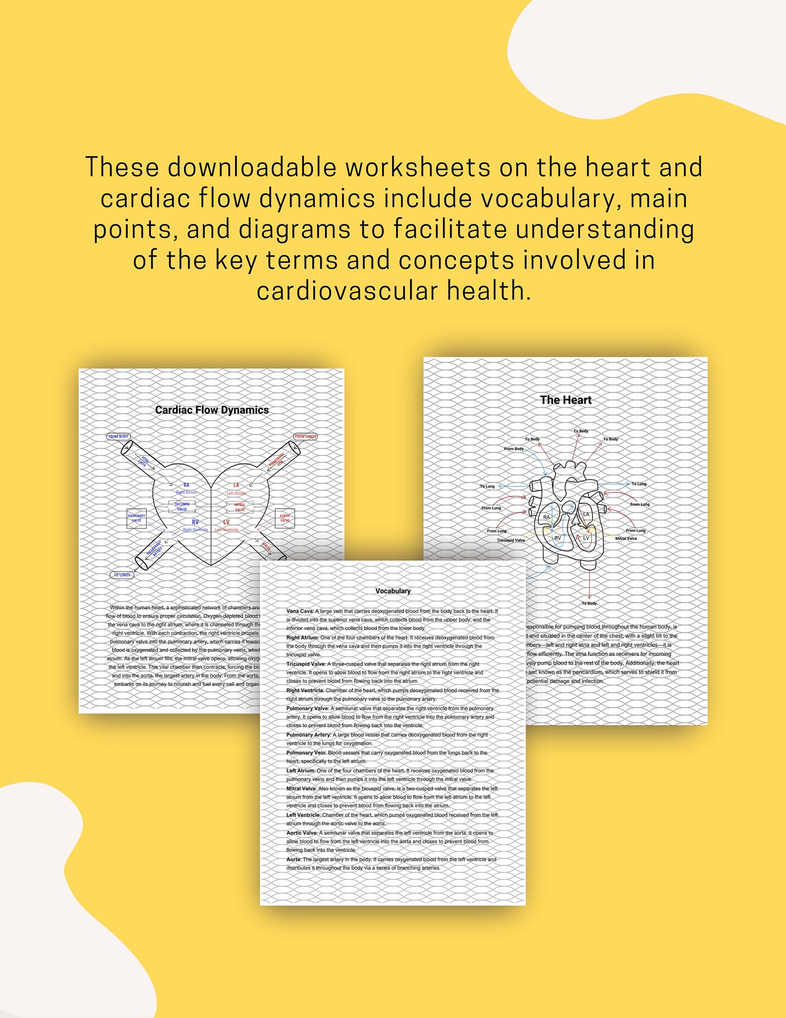 Exploring the Heart: Worksheets for A Better Understanding/emt & Med ...