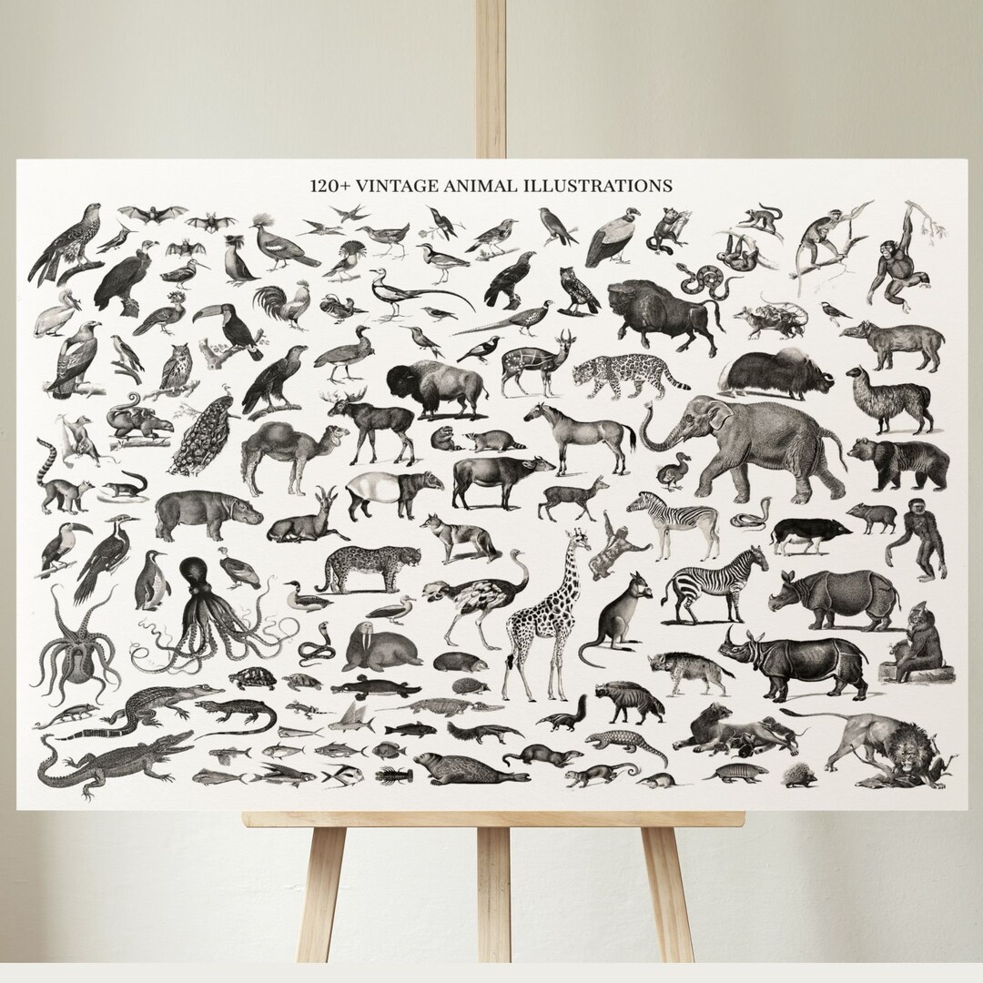 Vintage Animals Illustrations- Black and White- Wall Art- Digital ...