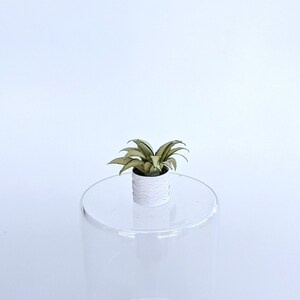 3D Mini Paper Plant Kit Easy Pre-cut Paper Craft Activity - Etsy