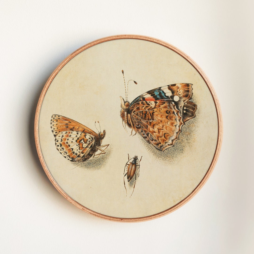 Antique Butterfly and Beetle Illustration - Vintage Entomology Art ...