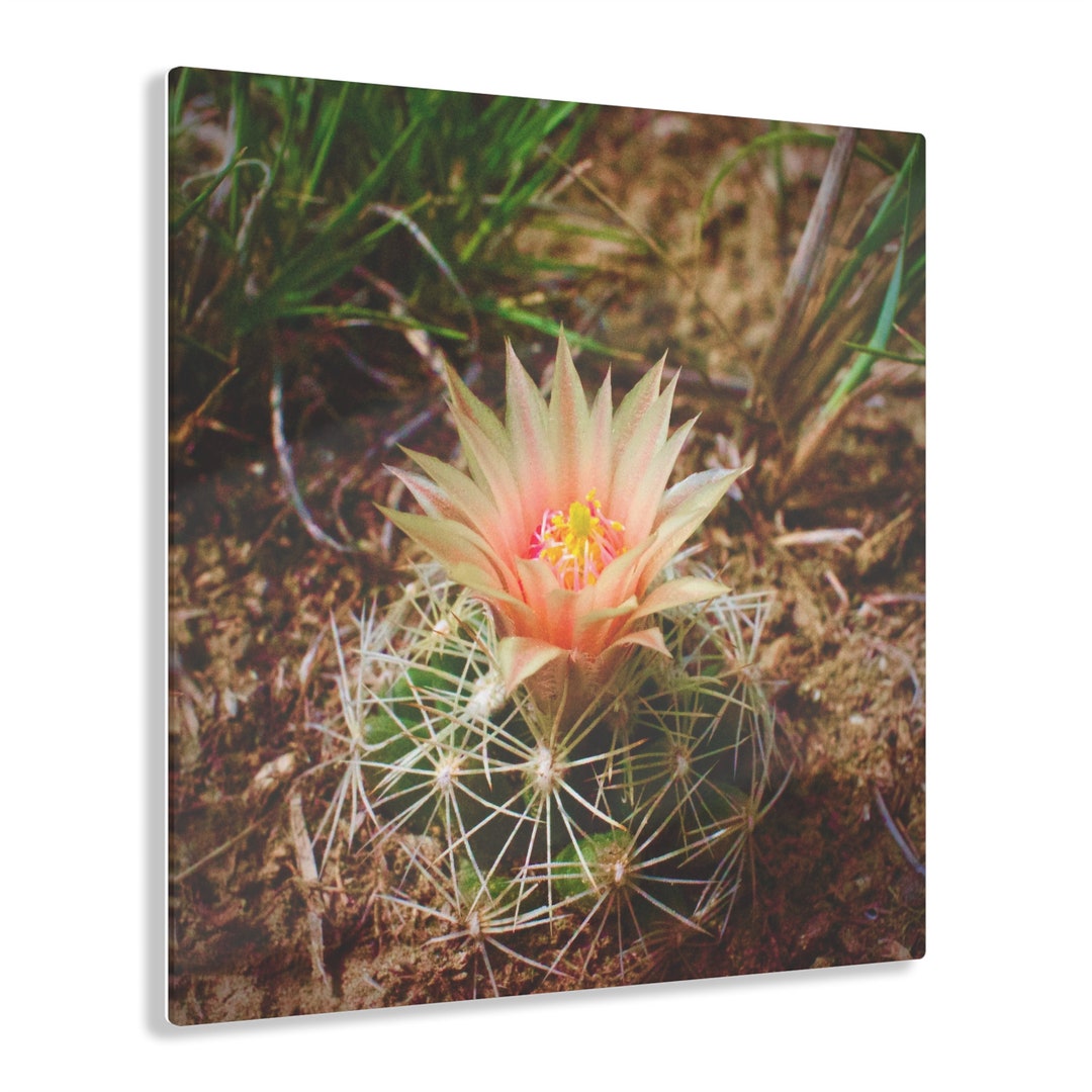 Cactus Photography, Desert Wall Decor, Cactus Print, Succulent, Farm ...