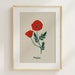 Hand-illustrated Poppy Print: Botanical Flower Illustration - Etsy