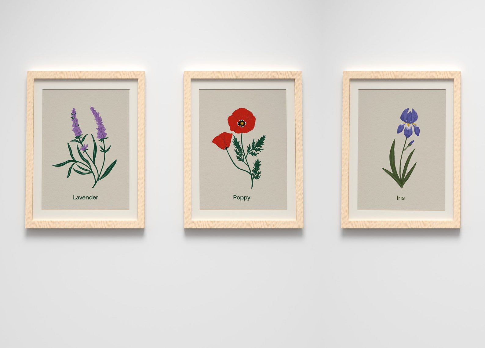 Hand-illustrated Poppy Print: Botanical Flower Illustration - Etsy