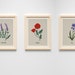 Hand-illustrated Poppy Print: Botanical Flower Illustration - Etsy