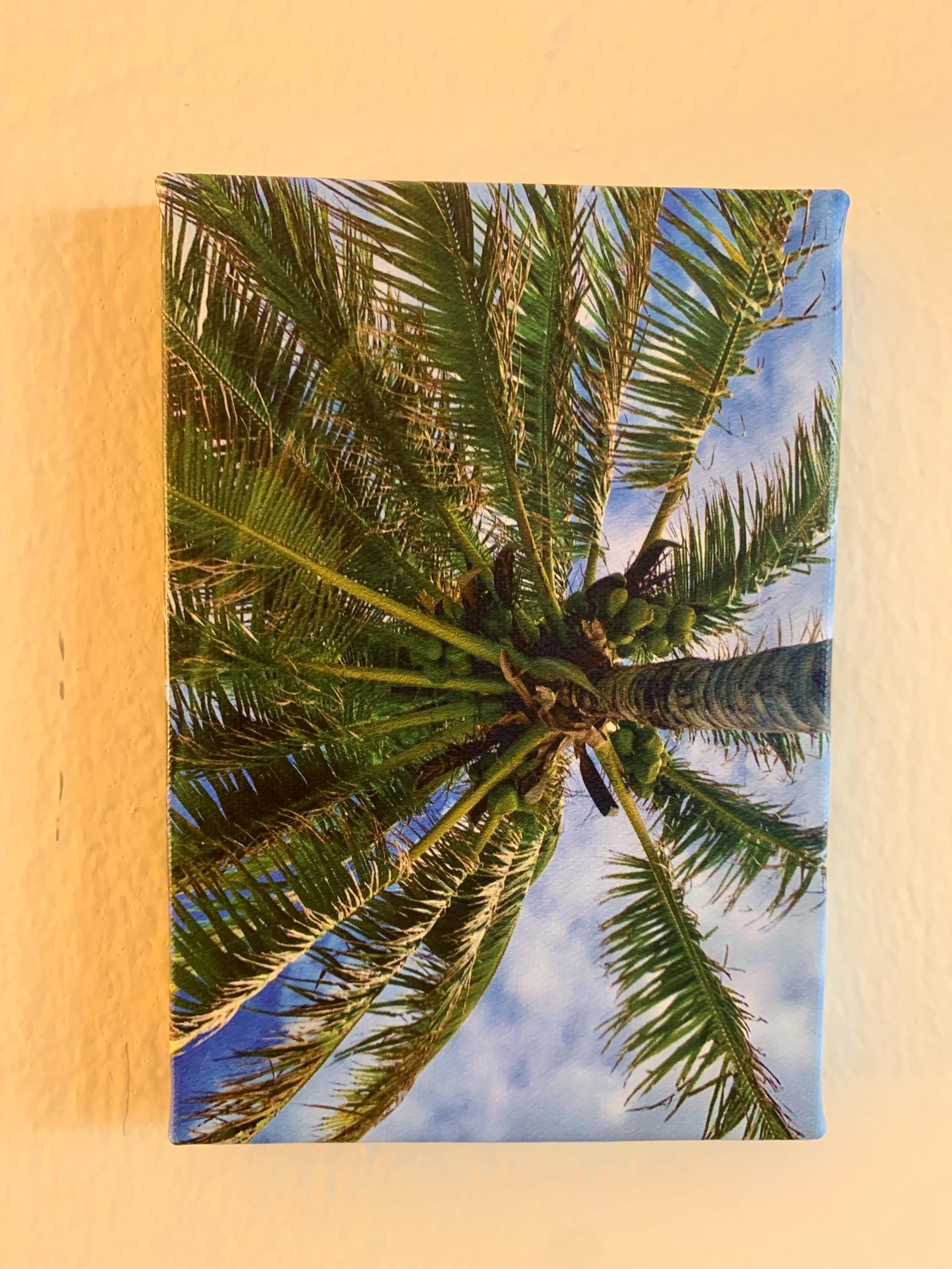 Tropical Hawaiian Palm Tree . 5 X 7 HD Canvas Print Wall Art Original ...