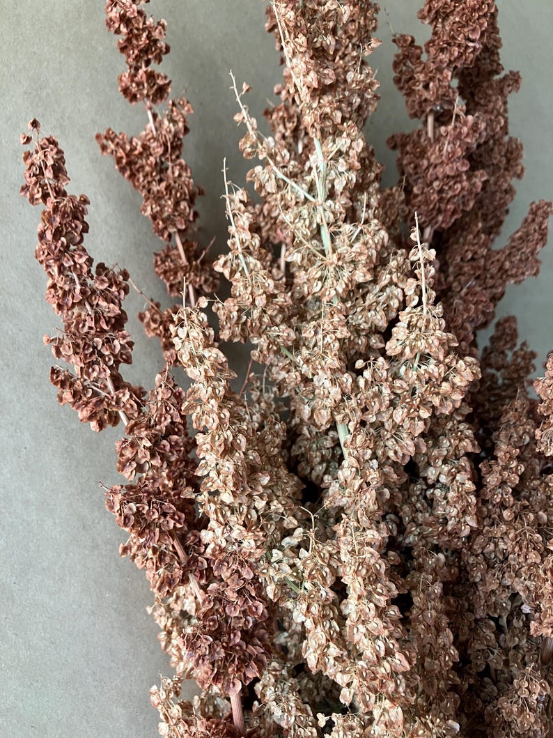 Wild Curly Dock Bundle, Foraged Curly Dock Seed Bundles, Dried Wild ...