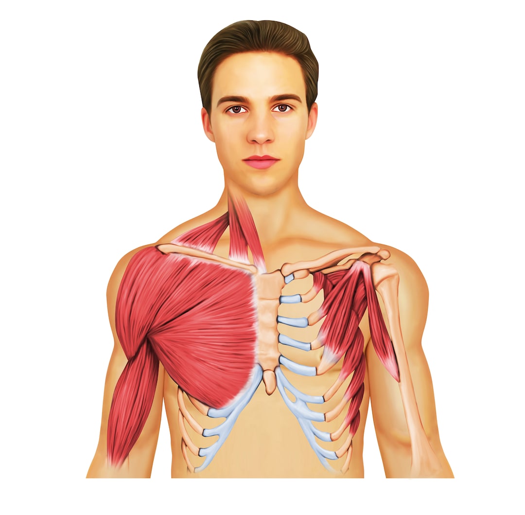 Chest Muscle Anatomy - Etsy