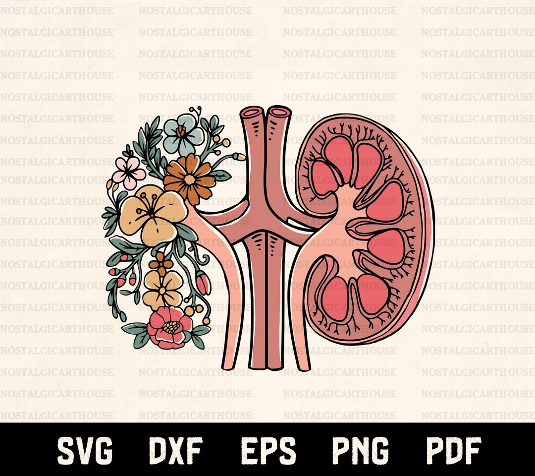 Floral Kidney Svg Png, Healing Kidney Anatomy Cricut Cut Files, Medical ...