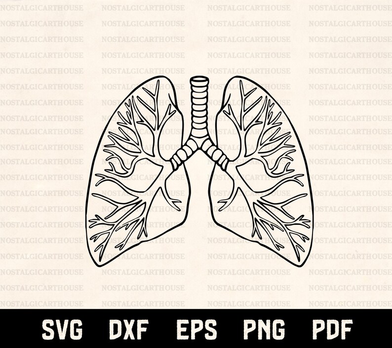 Lung Isolated Svg Png, Human Lungs Anatomy Illustration Cricut Cut ...