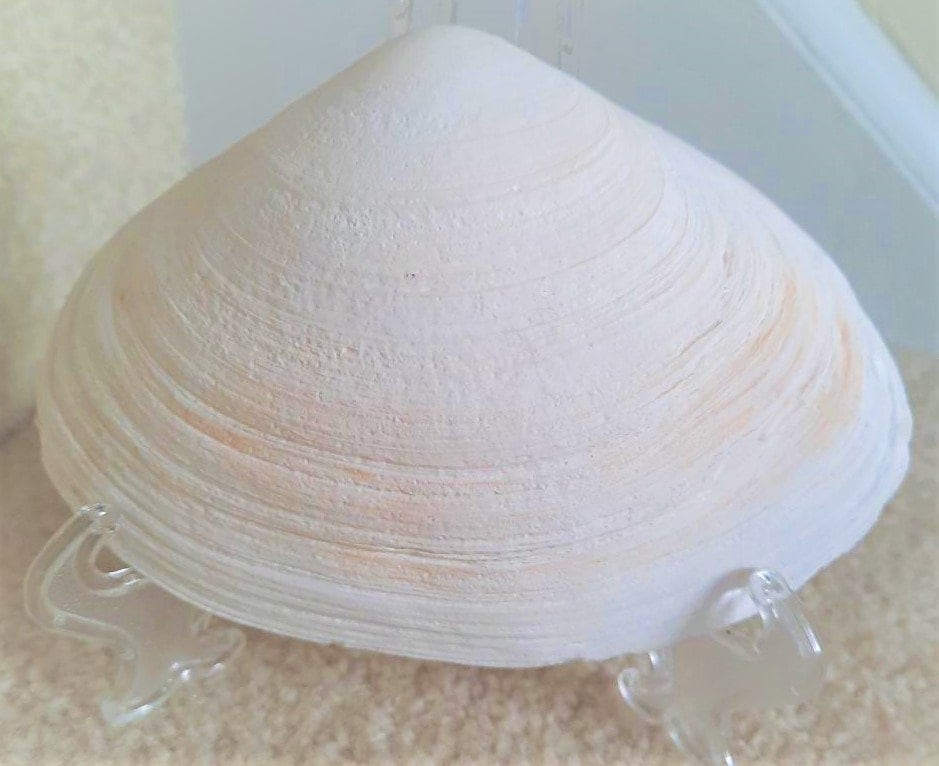 Clam Shell Art Beatrix Potter Peter Rabbit Daffodils and - Etsy