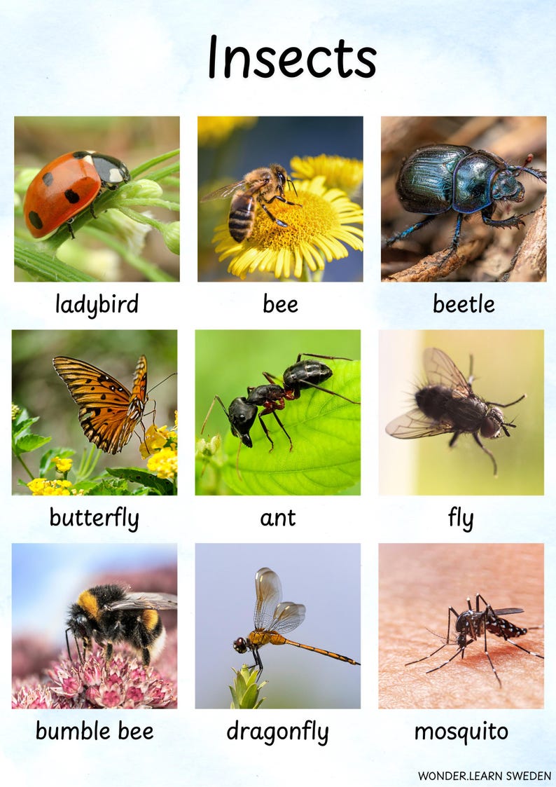 Insects Bugs Print, Educational Poster, Nursery Wall Art, Nature ...