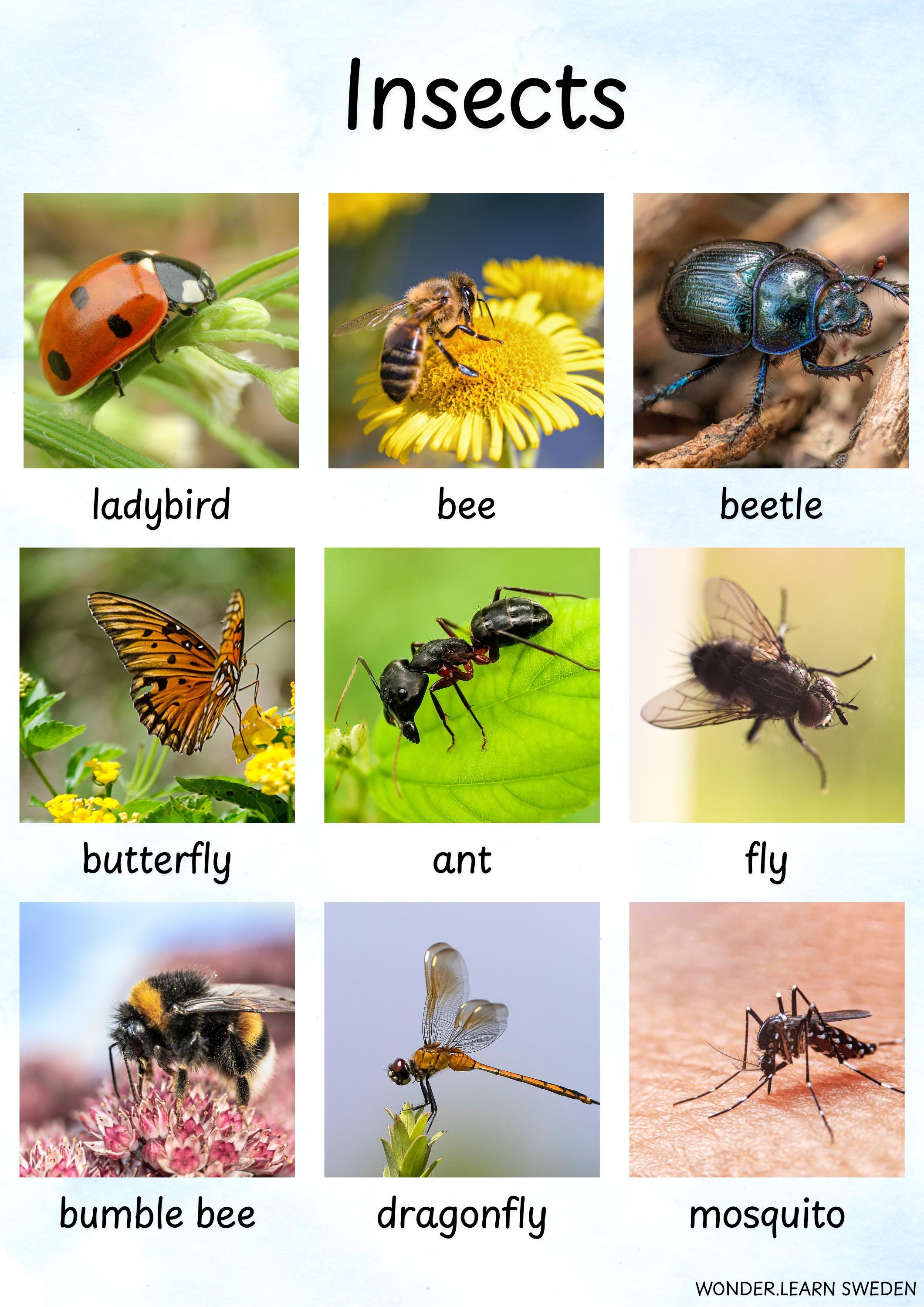 Insects Bugs Print, Educational Poster, Nursery Wall Art, Nature ...