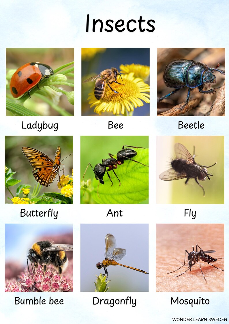Insects Bugs Print, Educational Poster, Nursery Wall Art, Nature ...