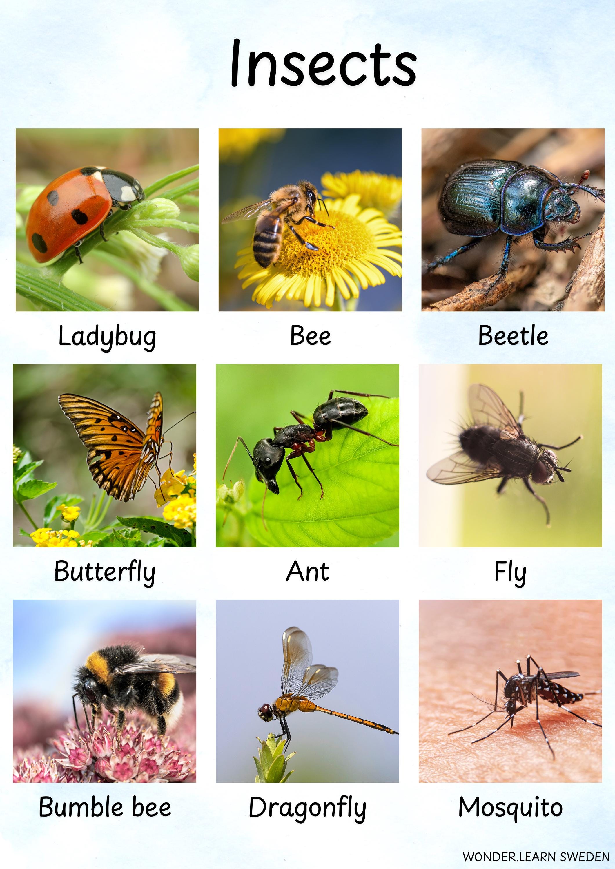Insects Bugs Print, Educational Poster, Nursery Wall Art, Nature ...