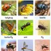 Insects Bugs Print, Educational Poster, Nursery Wall Art, Nature ...