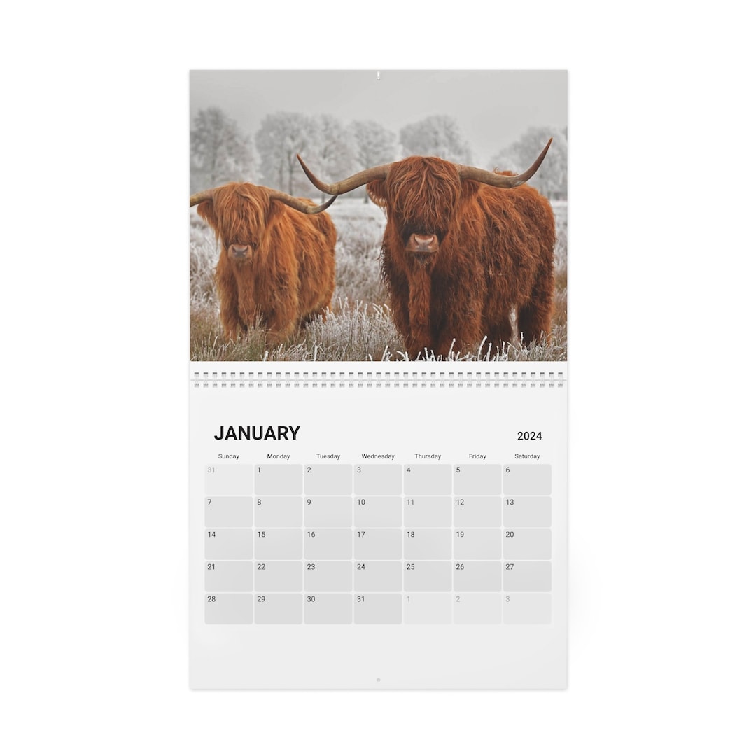 Highland Cow Calendar 2024 Cow Calendar Highland Cow Gift Cow Lover ...