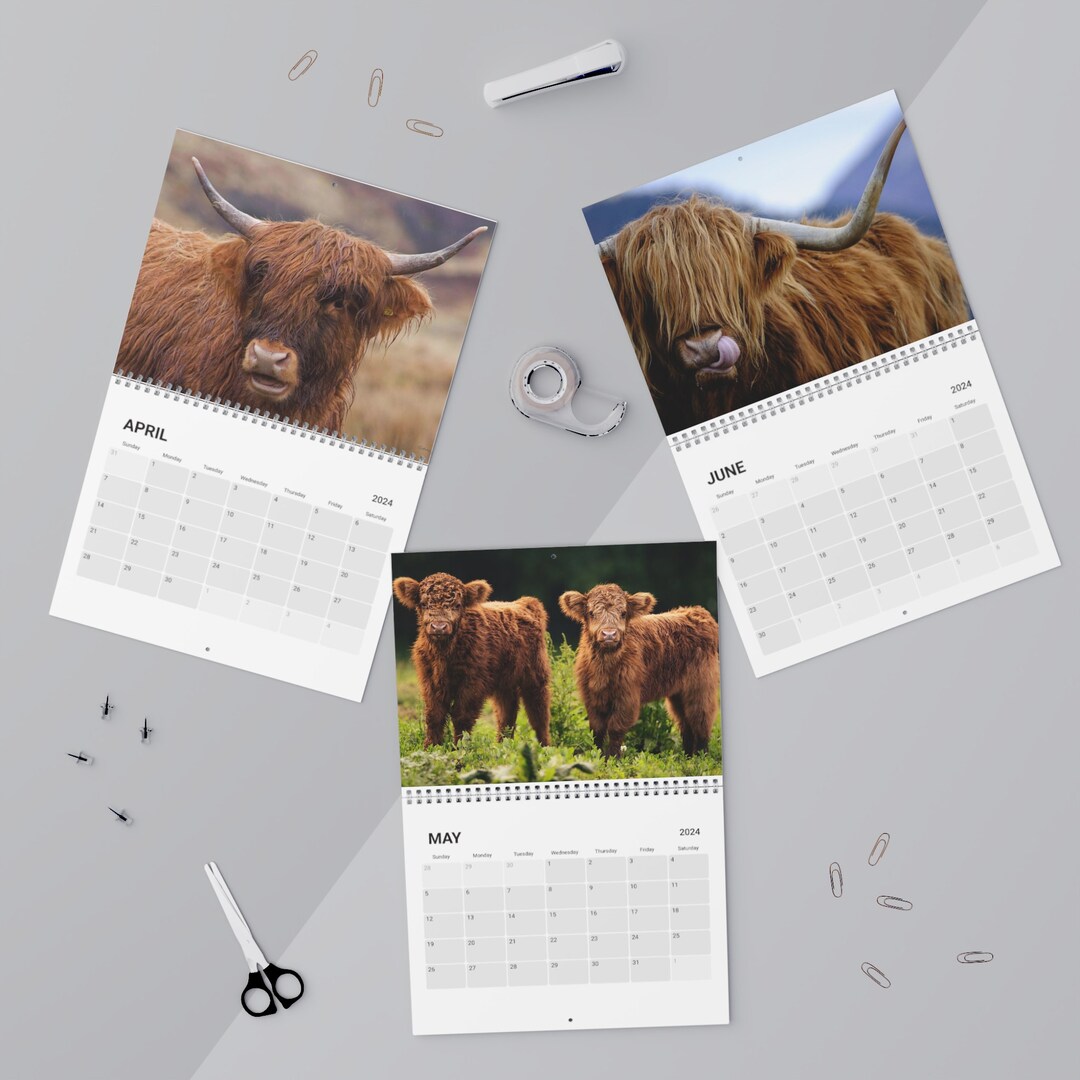 Highland Cow Calendar 2024 Cow Calendar Highland Cow Gift Cow Lover ...