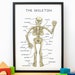 Human Skeleton Poster for Kids, Human Bones Wall Decor, Educational ...