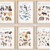 20 Wild Animals Cards, Preschool Learning Materials, Montessori Flash ...