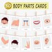 30 Body Parts Cards, Montessori Flashcards, Pre-school Cards, Learning ...