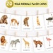 20 Wild Animals Cards, Preschool Learning Materials, Montessori Flash ...