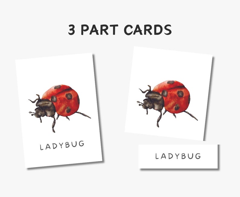22 Insects Flash Cards, Montessori Flash Cards, Preschool Learning ...