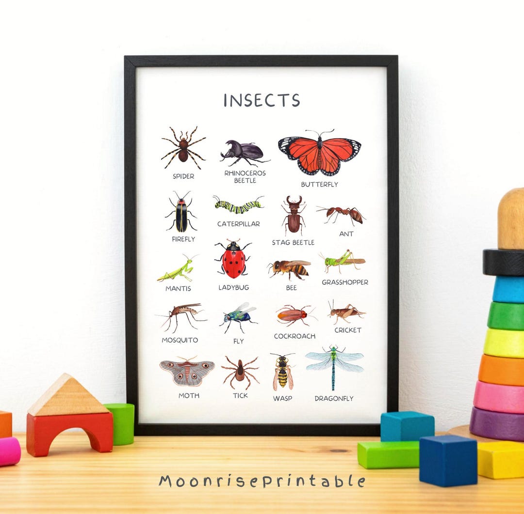 Educational Bugs Poster, Insects Print, Kids Wall Decor, Educational ...