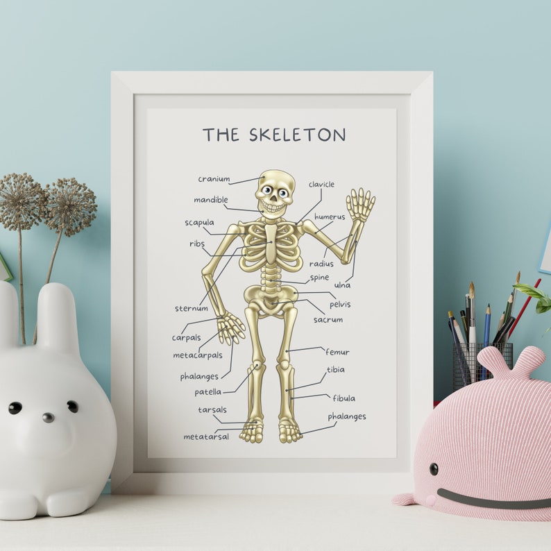Human Skeleton Poster for Kids, Human Bones Wall Decor, Educational ...