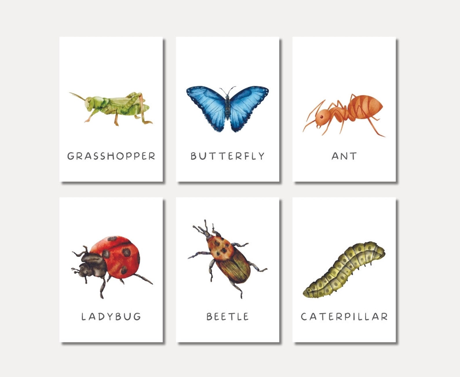 22 Insects Flash Cards, Montessori Flash Cards, Preschool Learning ...
