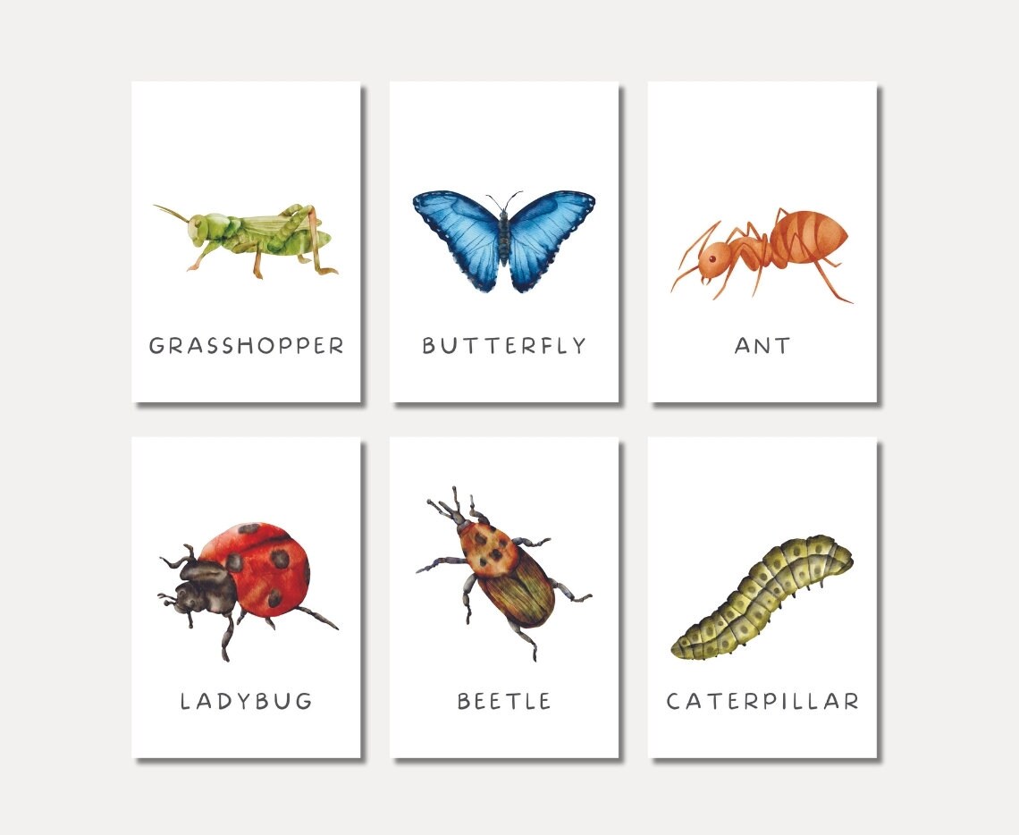 22 Insects Flash Cards, Montessori Flash Cards, Preschool Learning ...