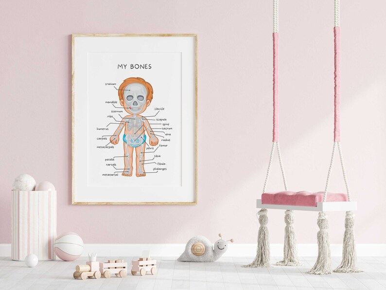 Human Skeleton Poster for Kids, Human Bones Wall Decor, Educational ...