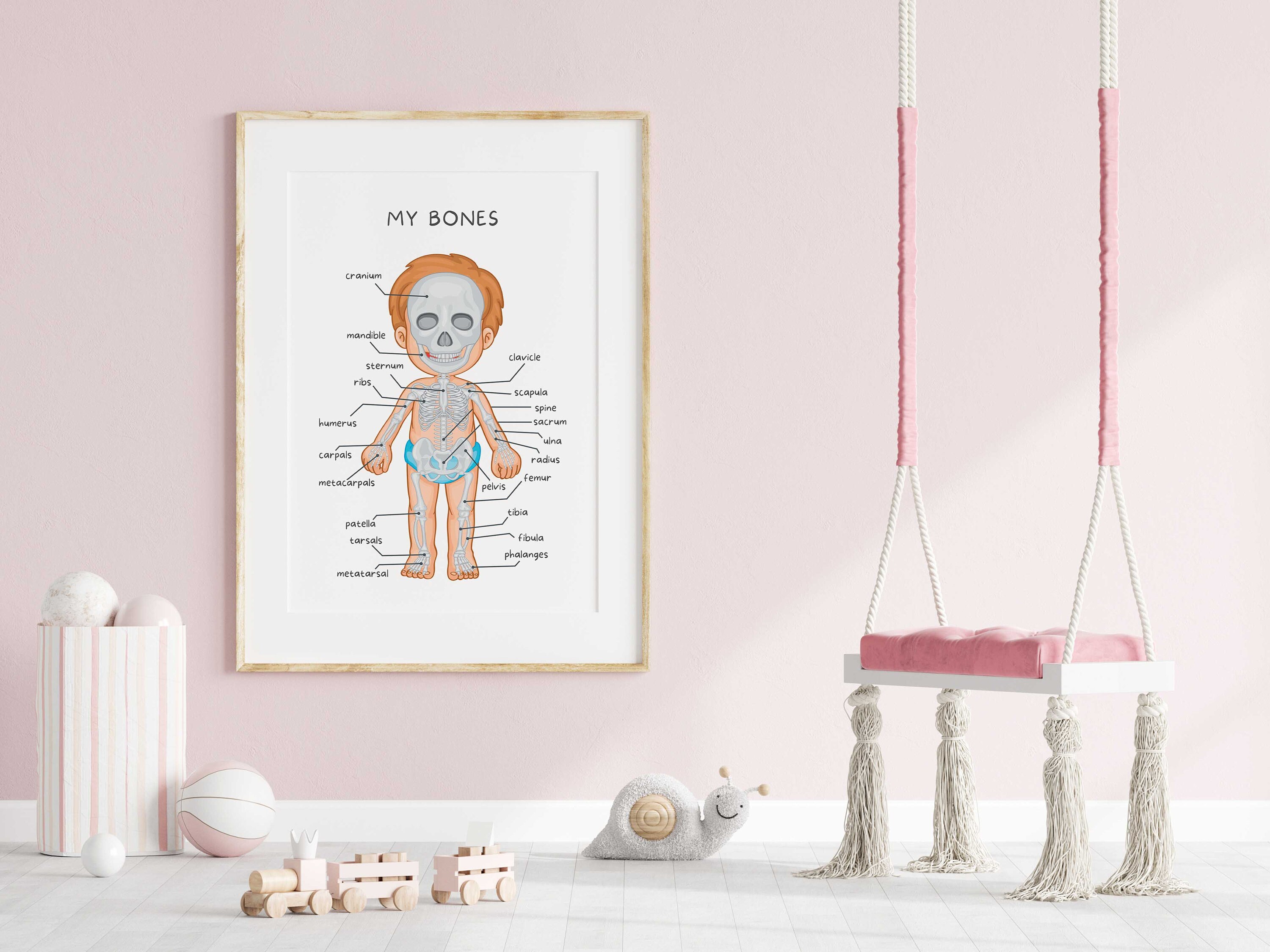Human Skeleton Poster for Kids, Human Bones Wall Decor, Educational ...