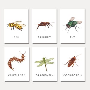 22 Insects Flash Cards, Montessori Flash Cards, Preschool Learning ...