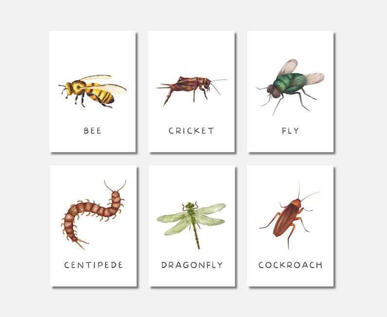 22 Insects Flash Cards, Montessori Flash Cards, Preschool Learning ...