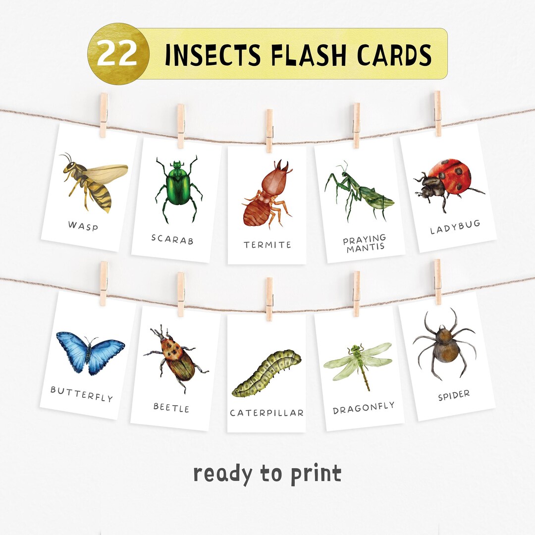 22 Insects Flash Cards, Montessori Flash Cards, Preschool Learning ...