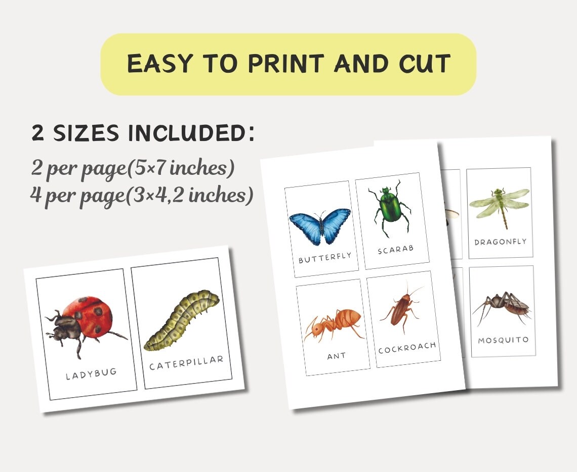 22 Insects Flash Cards, Montessori Flash Cards, Preschool Learning ...
